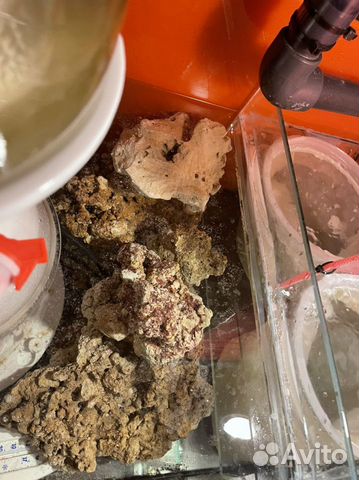 Срк сухой рифовый камень