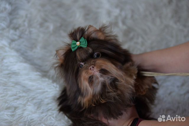 Супер мини мальчик