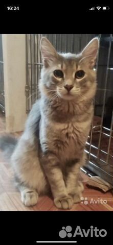 Пушистый подросток