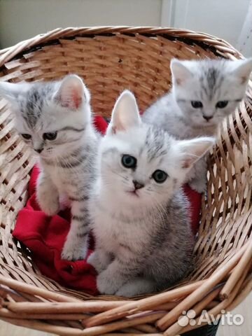 Британские котята