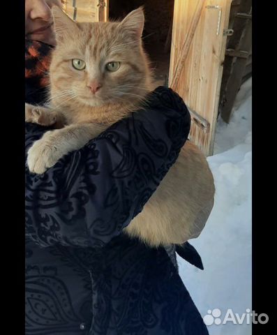 Рыжий кот (мальчик)