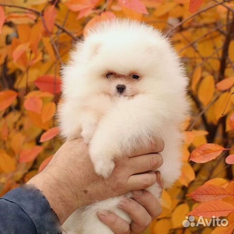 Подарок на 8 марта