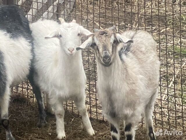 Козочки от дойной козы, заанинско-альпийский