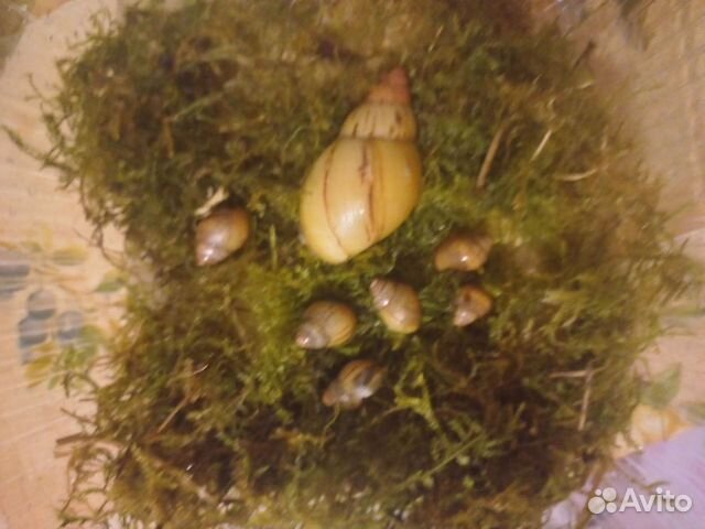 Ахатина занзибарика(живородящая)