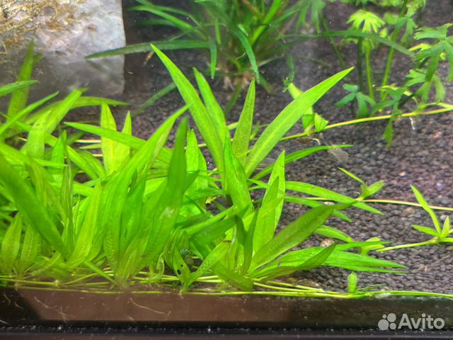 Аквариумные растения прополка