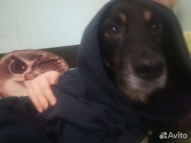 Вязка такса-спаниэль