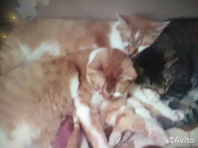 Кошка и кот Рыжик и Мурка