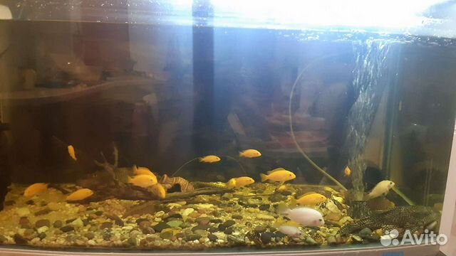 Рыбки елоу,птерогоплихты