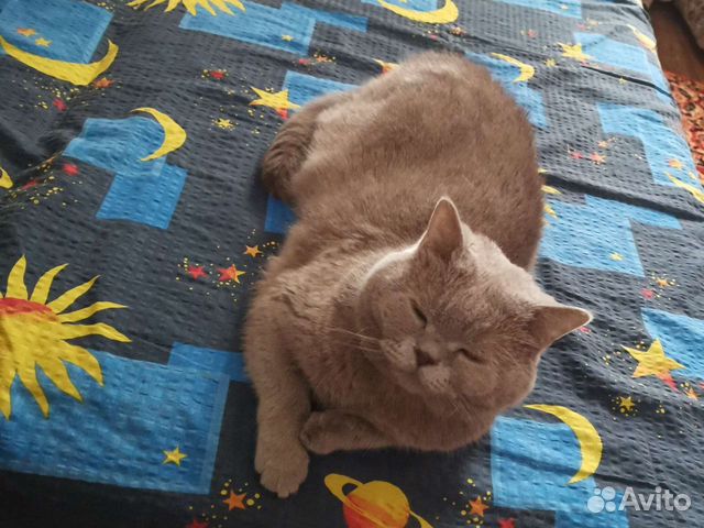 Шартрез в добрые руки