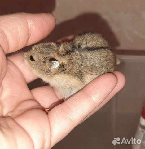 Хомячки Кэмпбелла