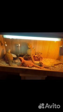 Бородатые агамы