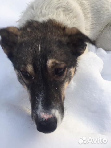 Два классных щенка ищут дом