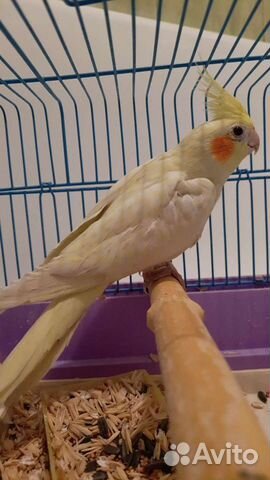 Попугай корелла