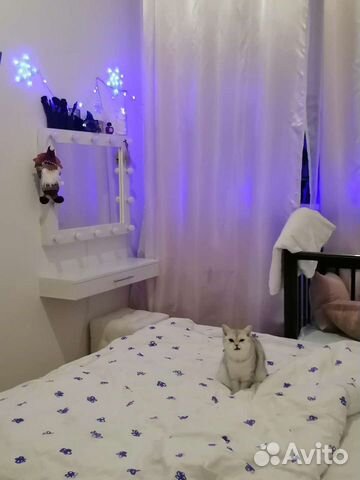 Кошечка скоттиш-страйт