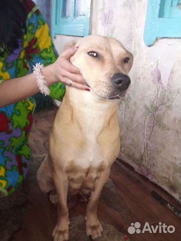 Стафардширский терьер