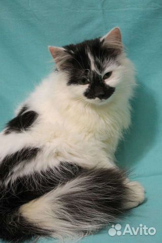 Котик,5 м