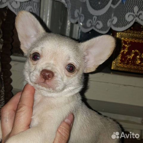 Чихуахуа Мини Чишки