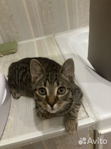 Кошка