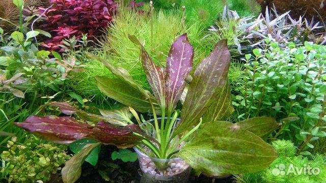 Эхинодорус красное пламя