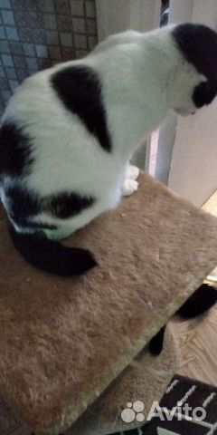 Отдам котика и кошечку (стерилизованную)