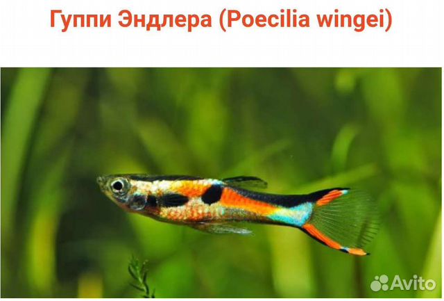 Гуппи разные красивые