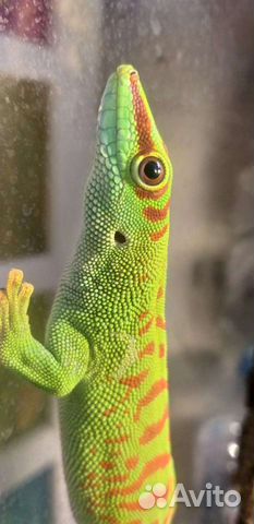 Фельзумы grandis хай red