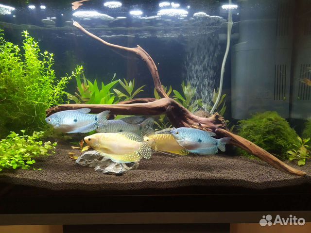 Гурами мраморный, два парня