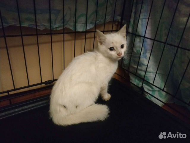 Прекрасный белоснежный маленький котенок
