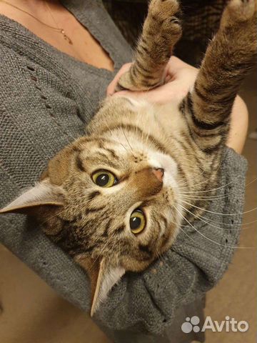 Кошка Кот котенок шпротик