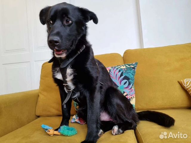 Метис лабрадора в добрые руки и любящую семью