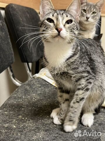 Котёнок на счастье