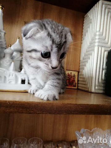 Шотландские котята