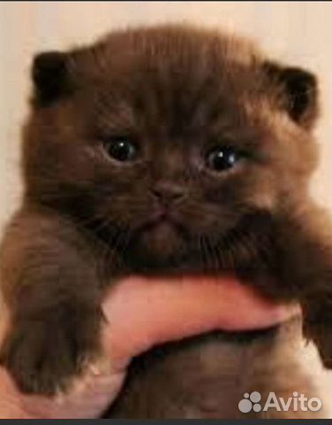 Кошки шотландцы вислоухие