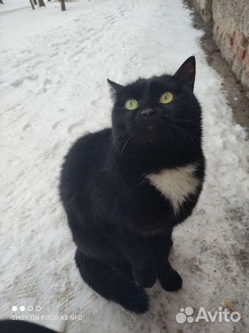 Молоденький котик Изюм