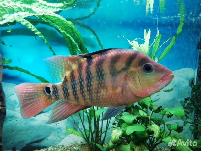 Цихлазома феста