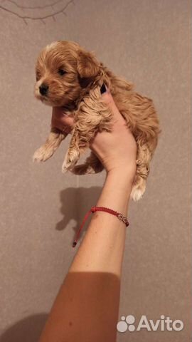 Мальтипу Ф1 окрас Меллер мальчик