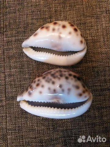Ракушка ципрея тигрис каури 8-9 см