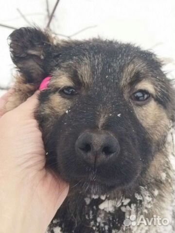 Собака, щенок, сучка