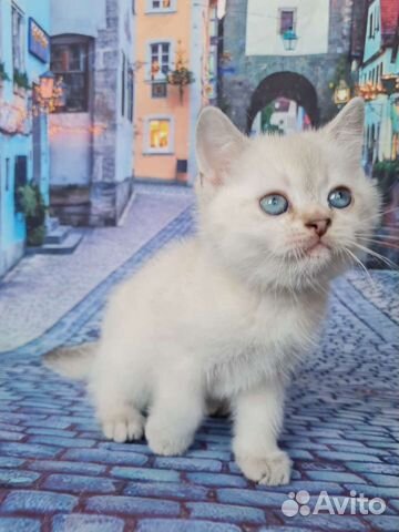 Скоттиш килт (манчкин)