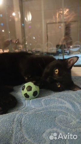 Котенок в дар