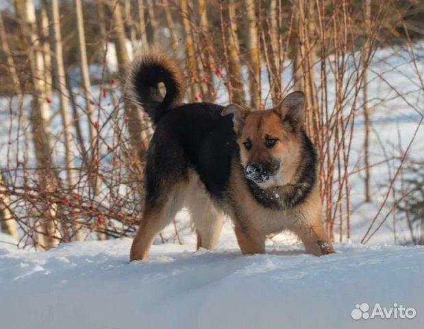 Метис овчарки Ганс в поисках дома