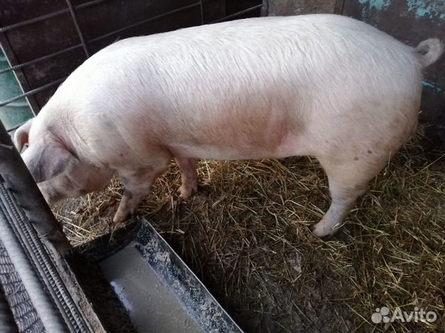 Продам хряка