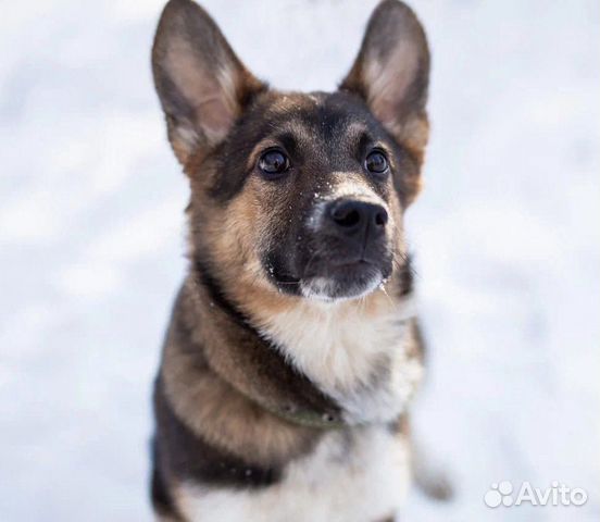 Щенок -мальчик 3,5 месяца,Бадди