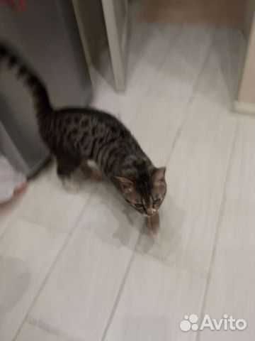 Найден кот