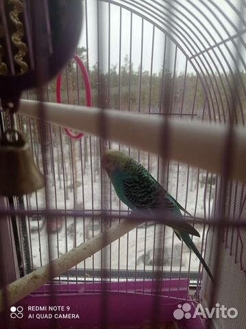 Волнистый попугай с клеткой