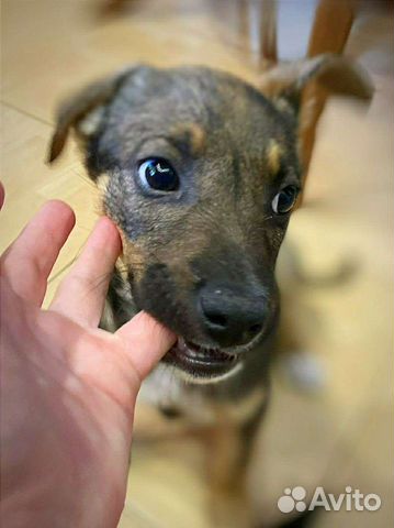 Собака в добрые руки