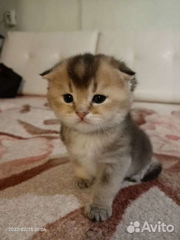 Золотая шиншилла вислоухий котенок