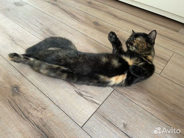 Кошка Черепаха ищет дом