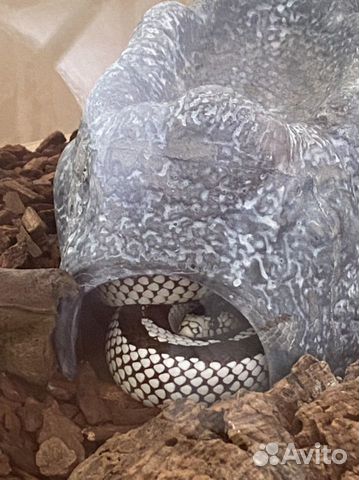 Змея калифорнийская