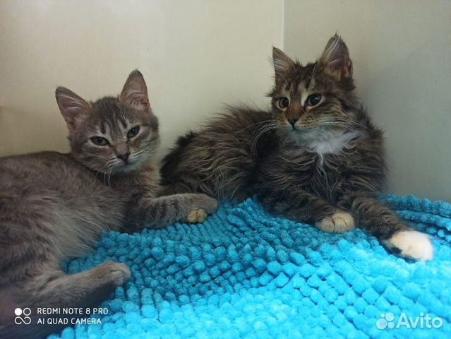 Очаровательные котята Шелдон и Шелли